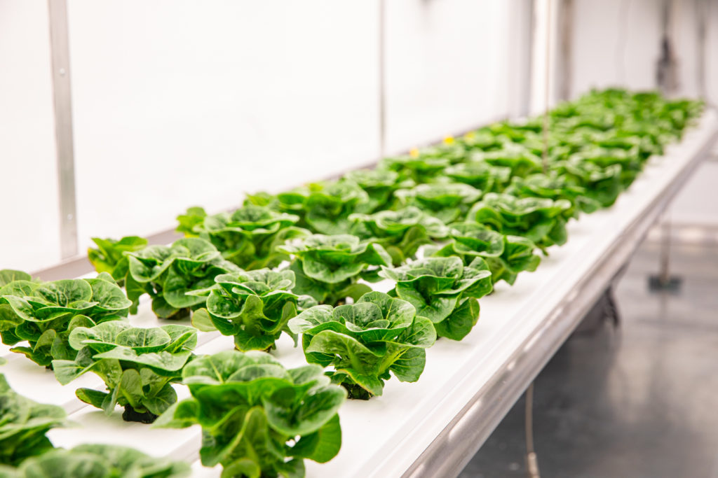 Shipping Container Farms – Vertical Farming Systems & More Using Indoor ...