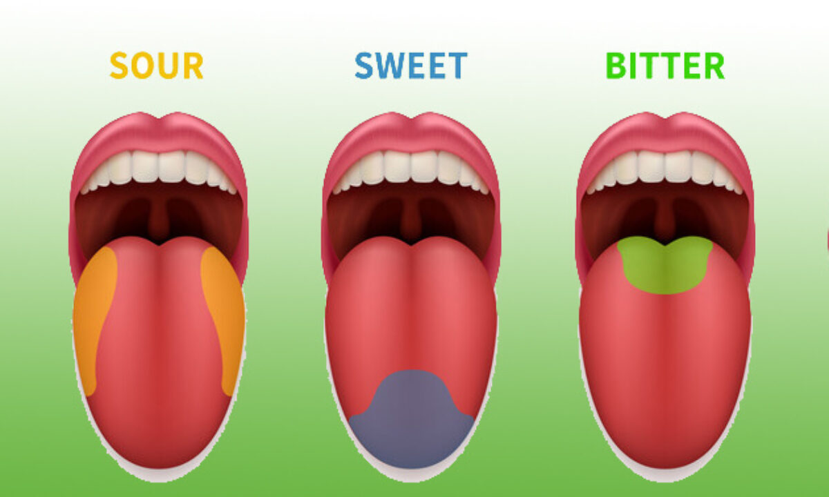 Taste Buds Umami Cartoon Human Taste Areas. Tongue Taste Receptors,