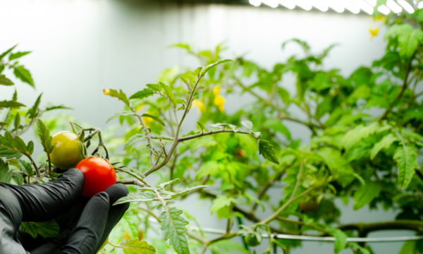 Custom Grow Pods – Shipping Container Farms