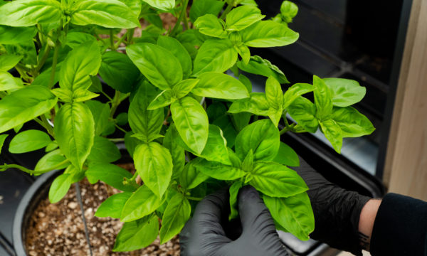 Custom Grow Pods – Shipping Container Farms