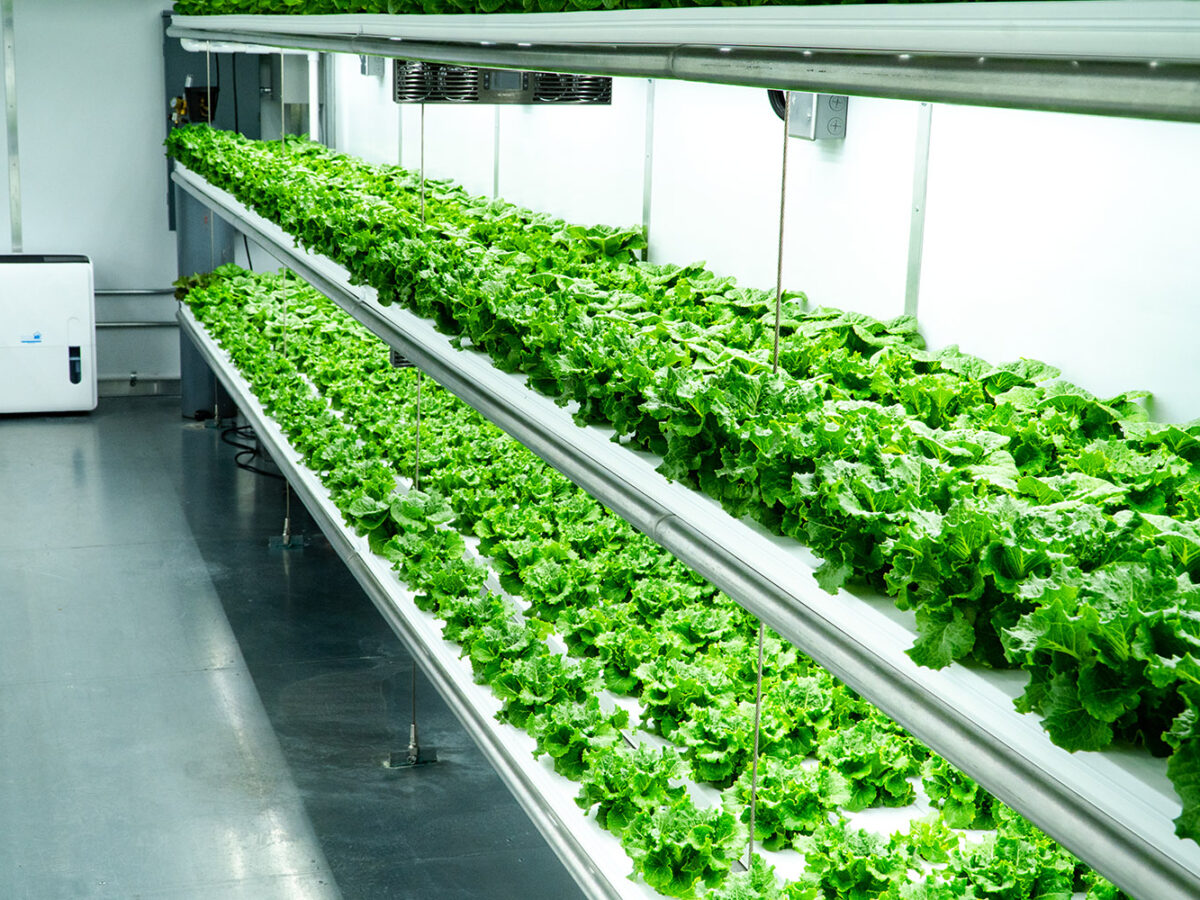 Container Vertical Farming