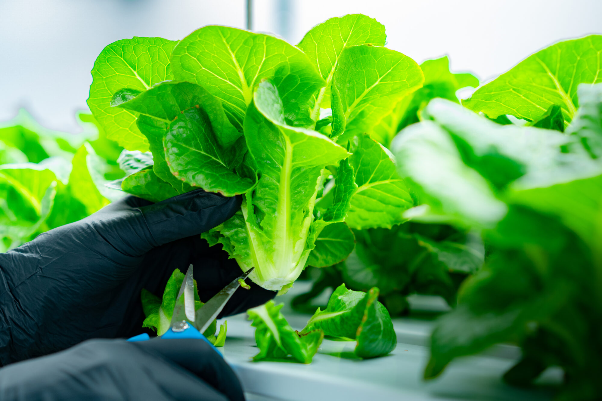 Grow Pods – Shipping Container Farms