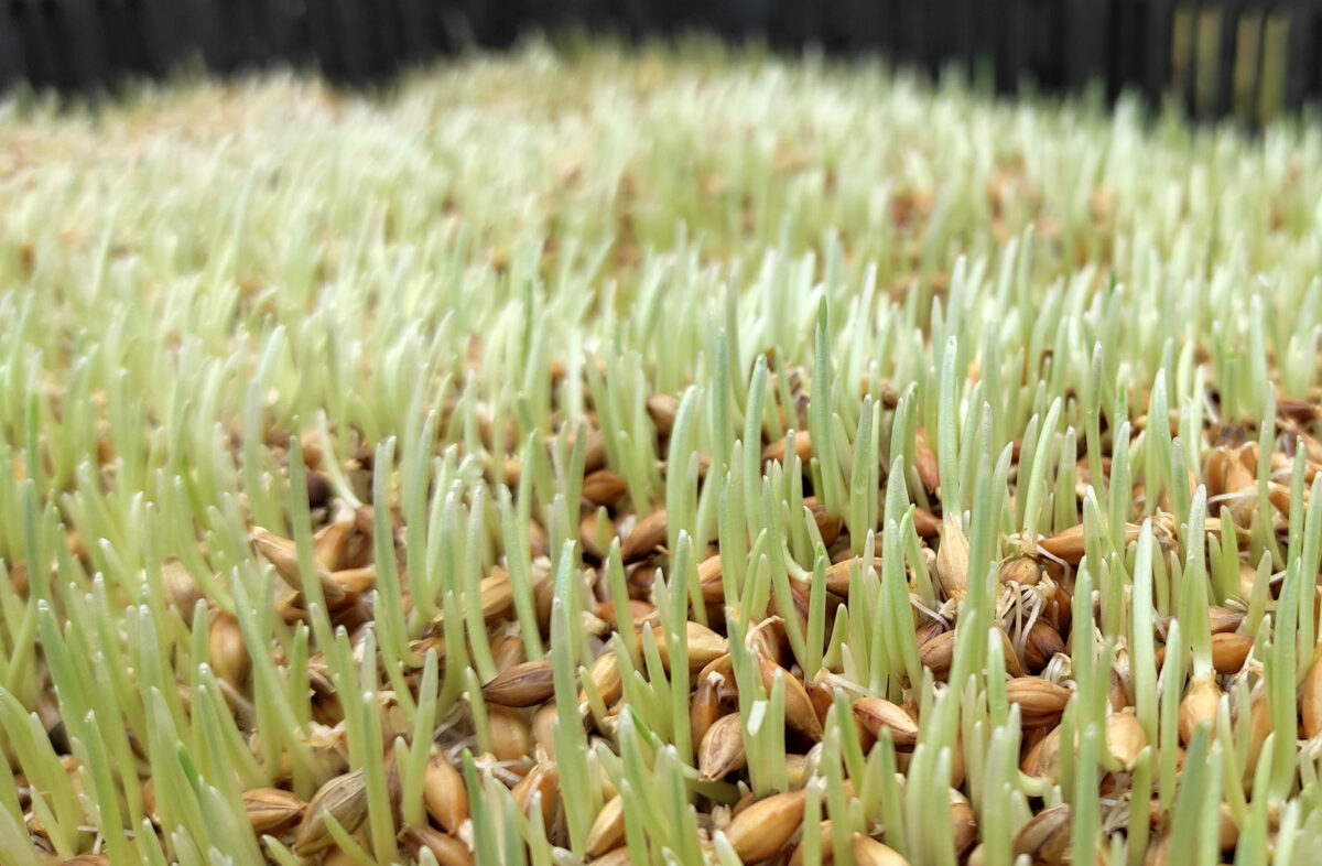 Custom Builds – Shipping Container Farms